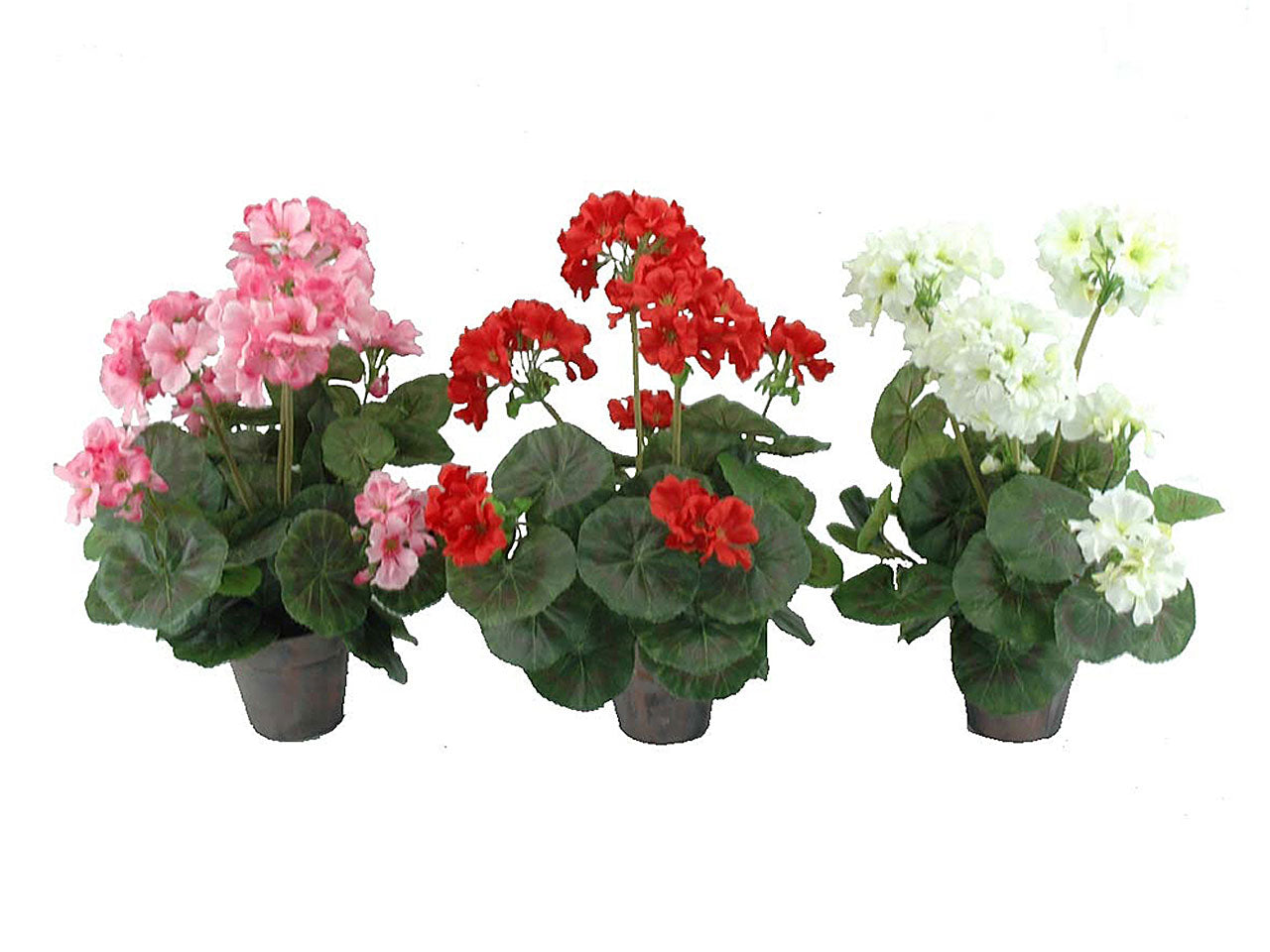 Pianta geranio 6195-48 - Galiani Store
